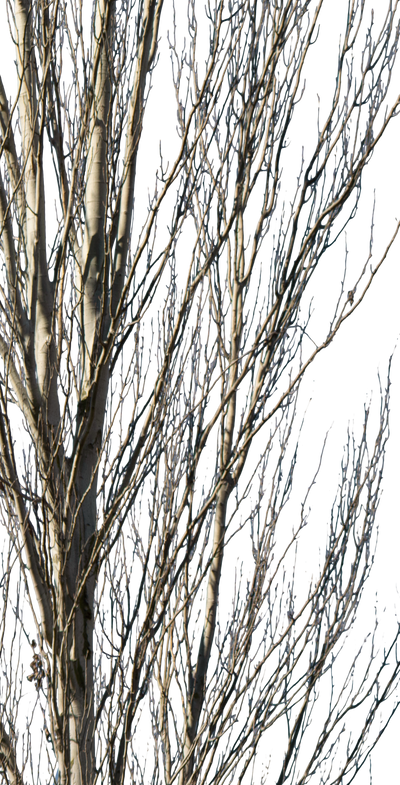 Populus alba winter III – Cutout|trees