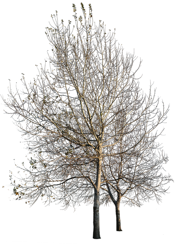 Populus alba Group Winter III – Cutout|trees