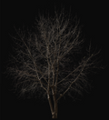 Populus-Winter – Cutout|trees