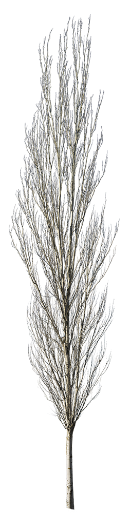 Populus alba winter III – Cutout|trees