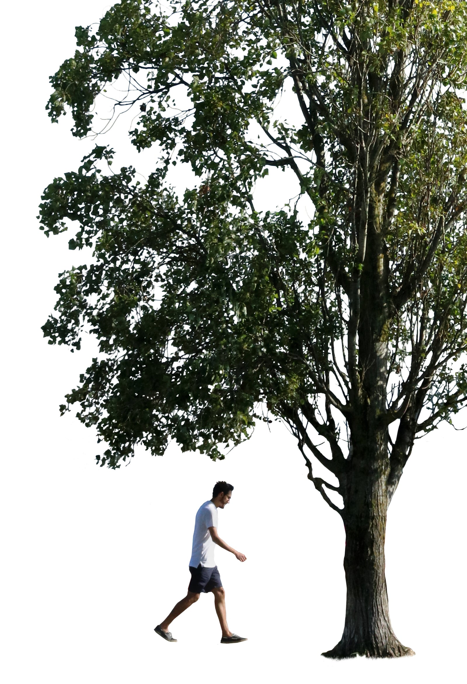 Medium Trees | Package – Cutout|trees