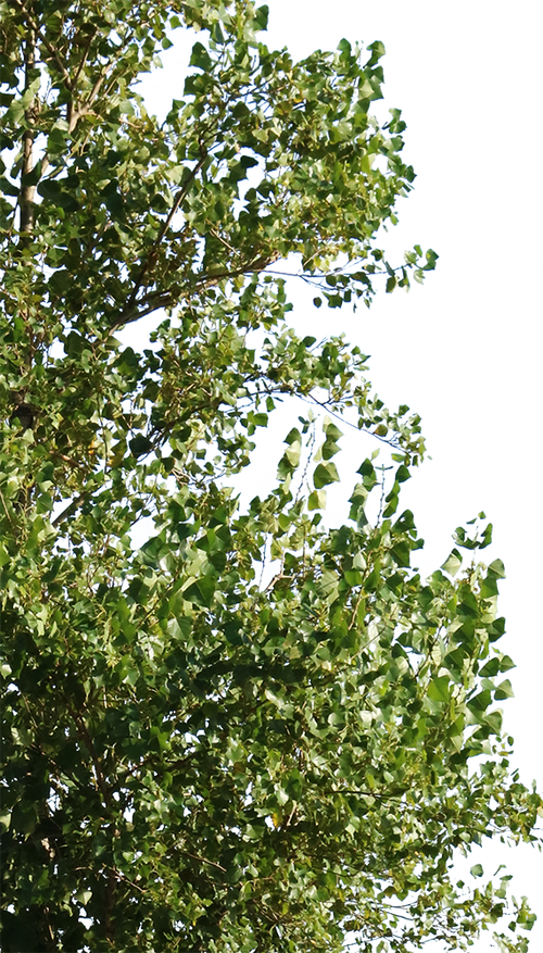 Populus canescens – Cutout|trees