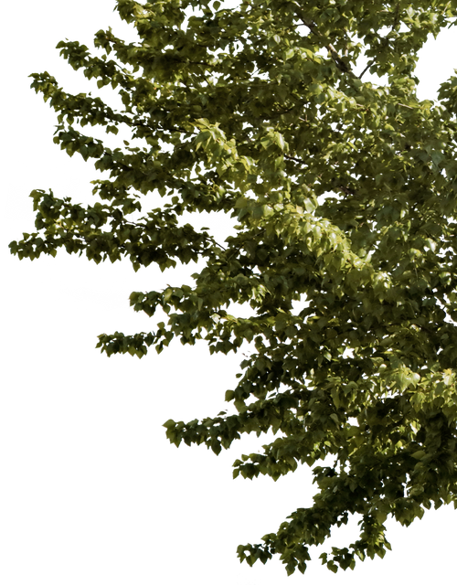 Populus tremuloides m01 – Cutout|trees