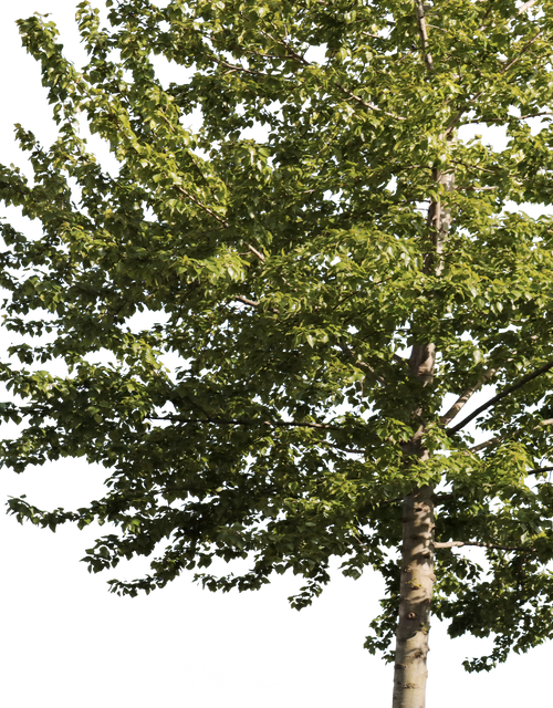 Populus tremuloides m02 – Cutout|trees