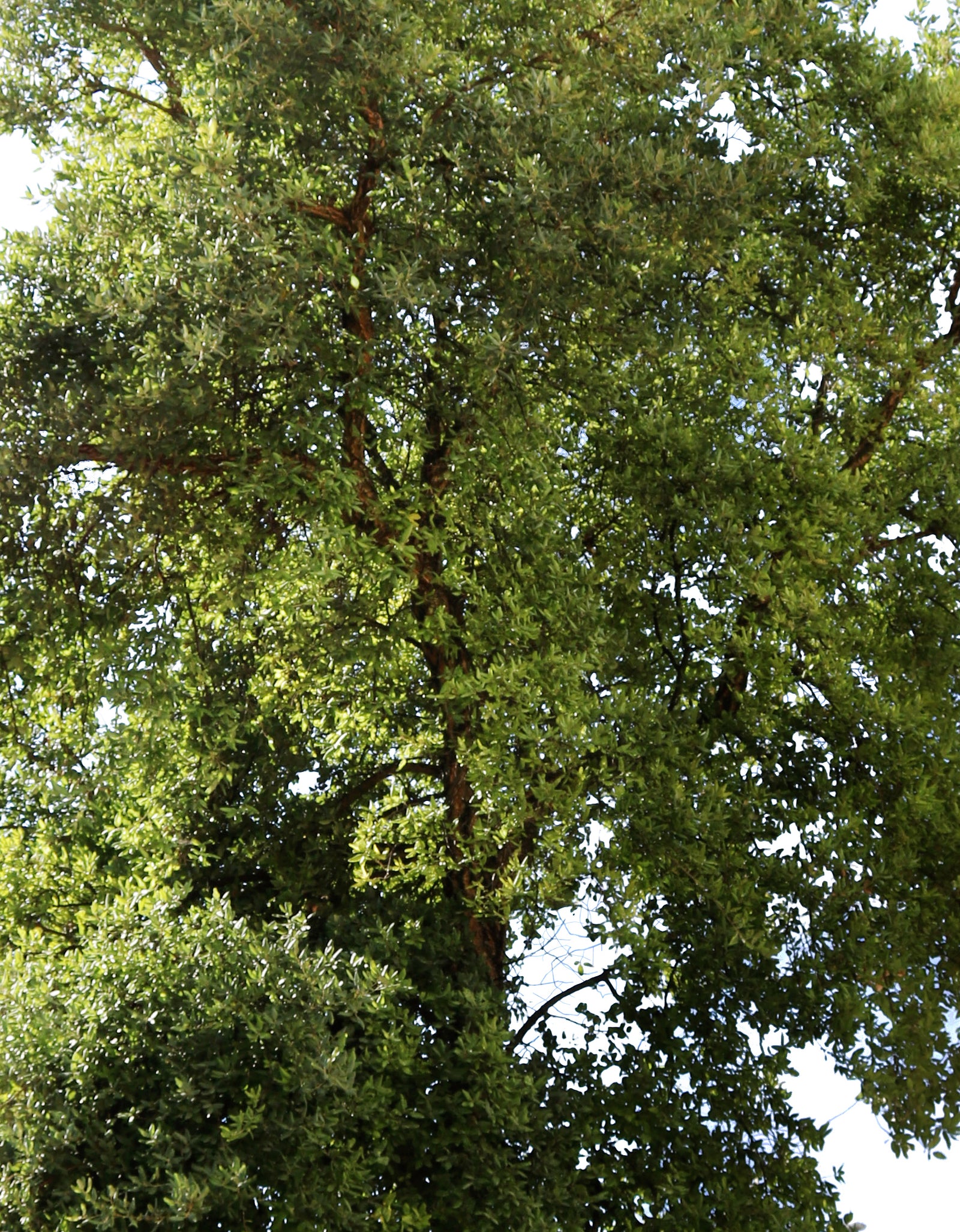 Mediterranean Trees PNG Package 1 — Holm Oak, Cork Oak & Cypress ...