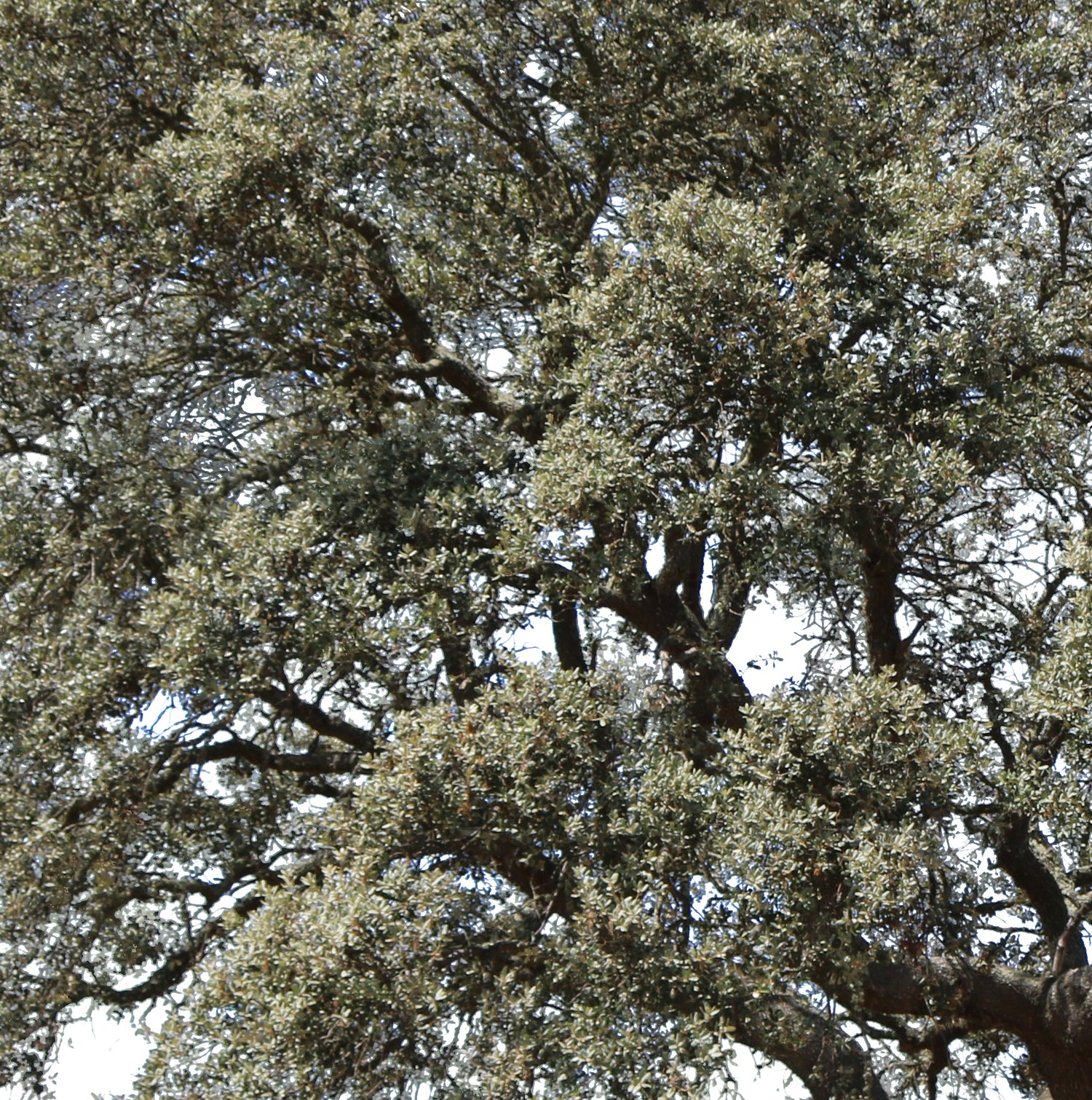 Mediterranean Trees PNG Package 1 — Holm Oak, Cork Oak & Cypress ...
