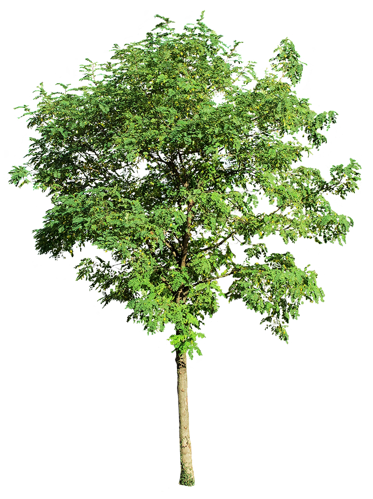 Robinia pseudoacacia – Cutout|trees