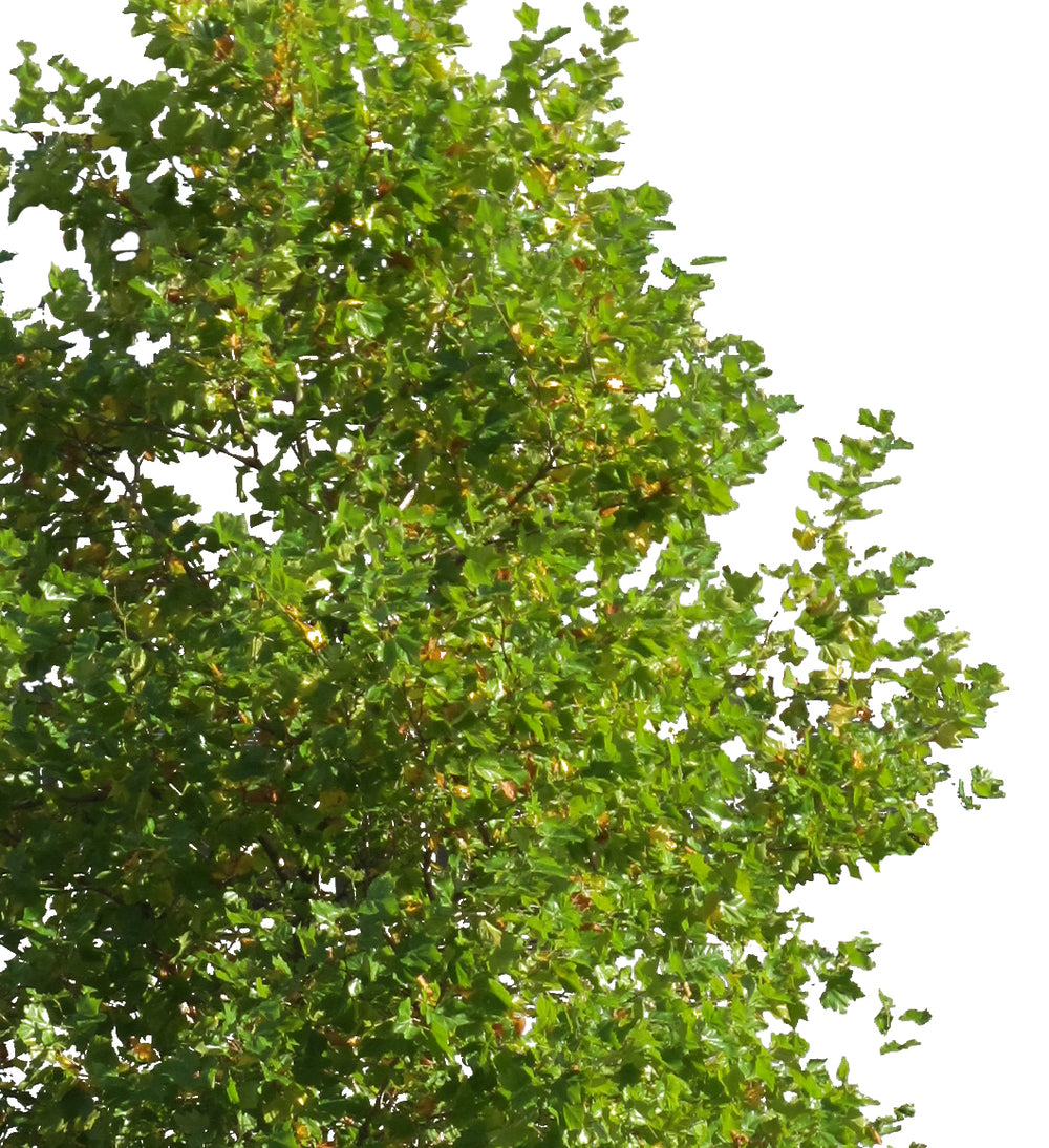 Medium Trees | Package – Cutout|trees