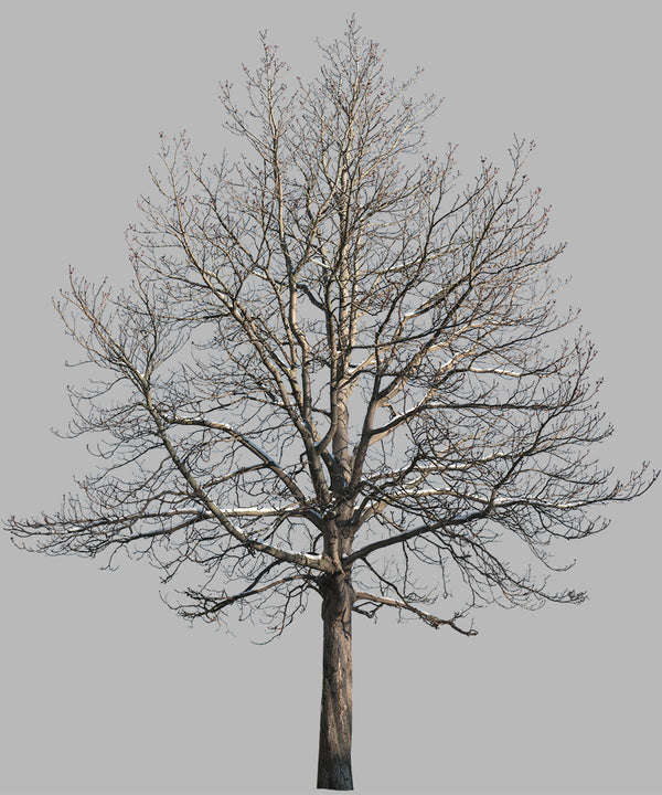 Snow Winter tree L5 – Cutout|trees
