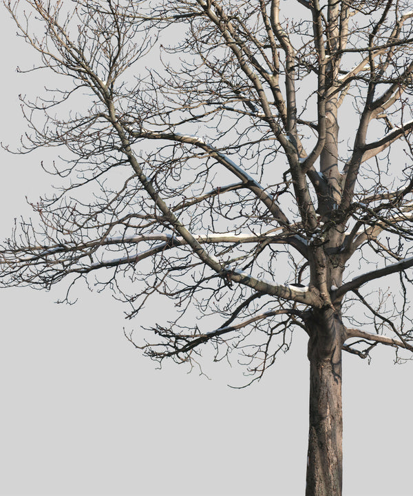Snow Winter tree L5 – Cutout|trees