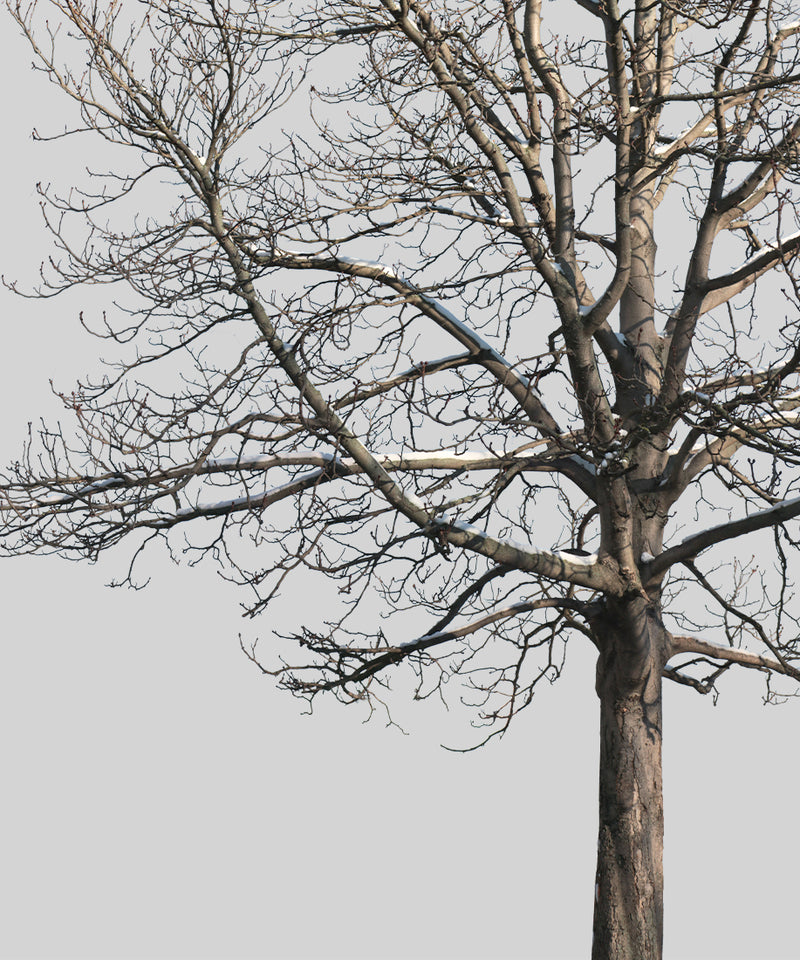 Snow Winter tree L5 – Cutout|trees