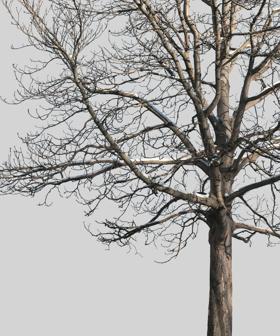 Snow Winter tree L5 – Cutout|trees