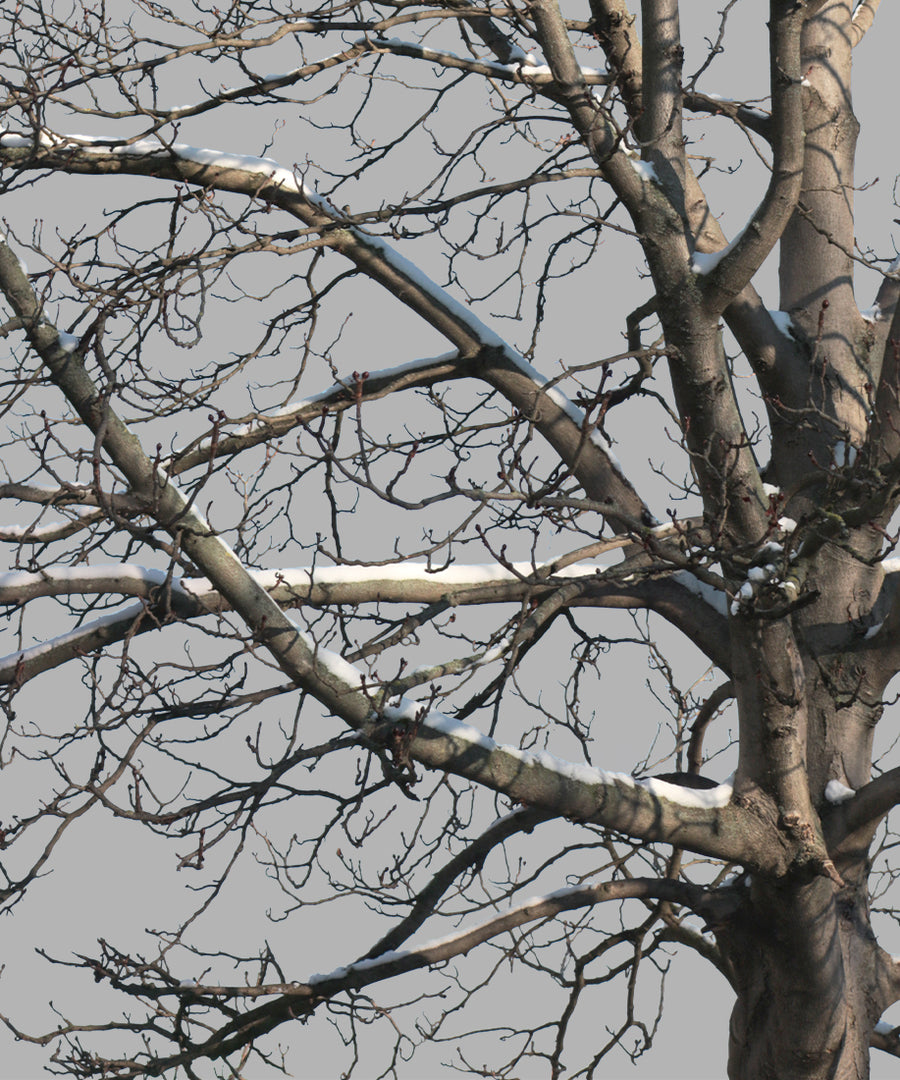 Snow Winter tree L5 – Cutout|trees