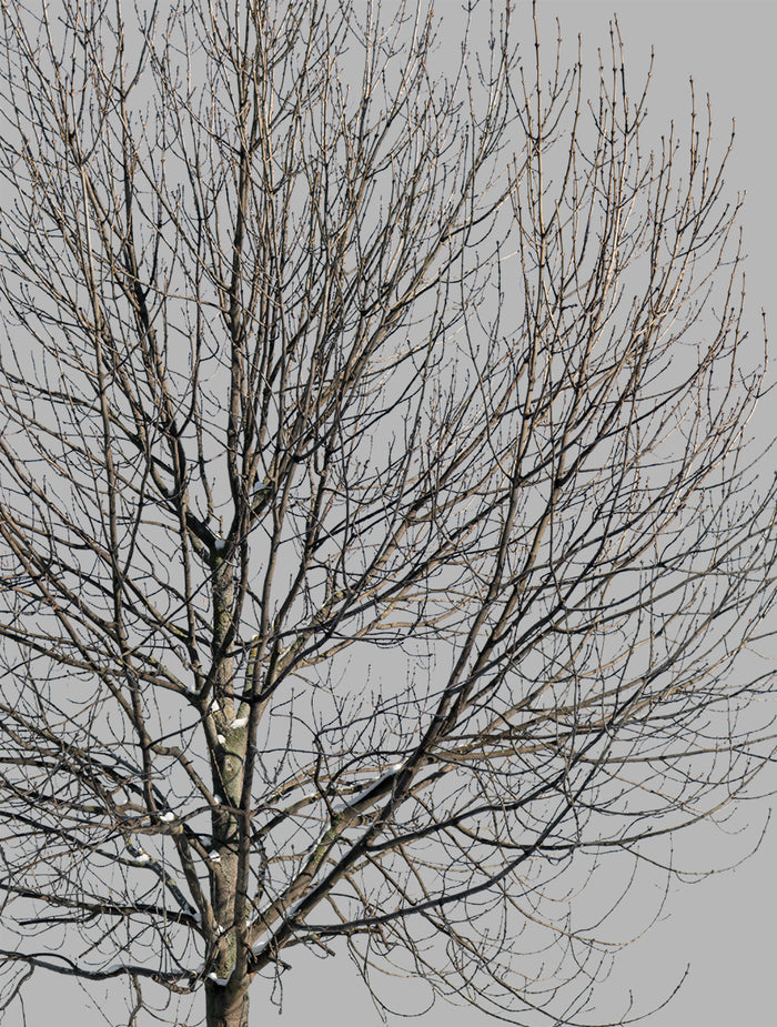 Snow Winter tree M2 – Cutout|trees