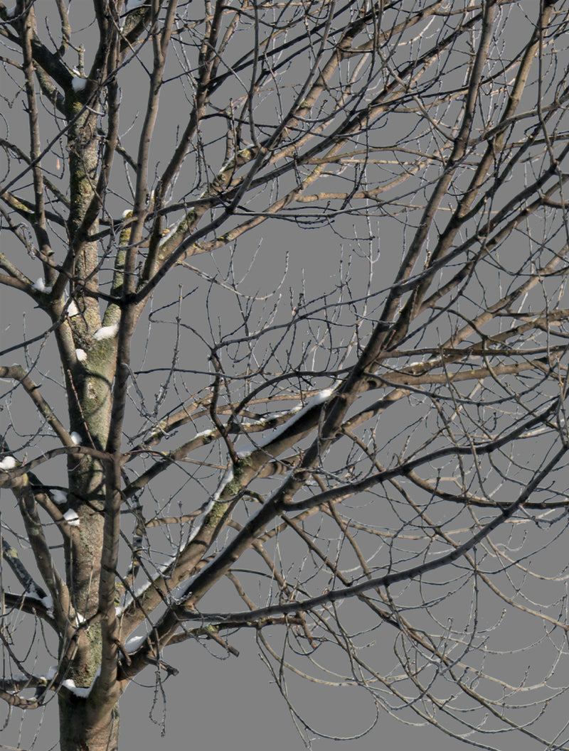 Snow Winter tree M2 – Cutout|trees