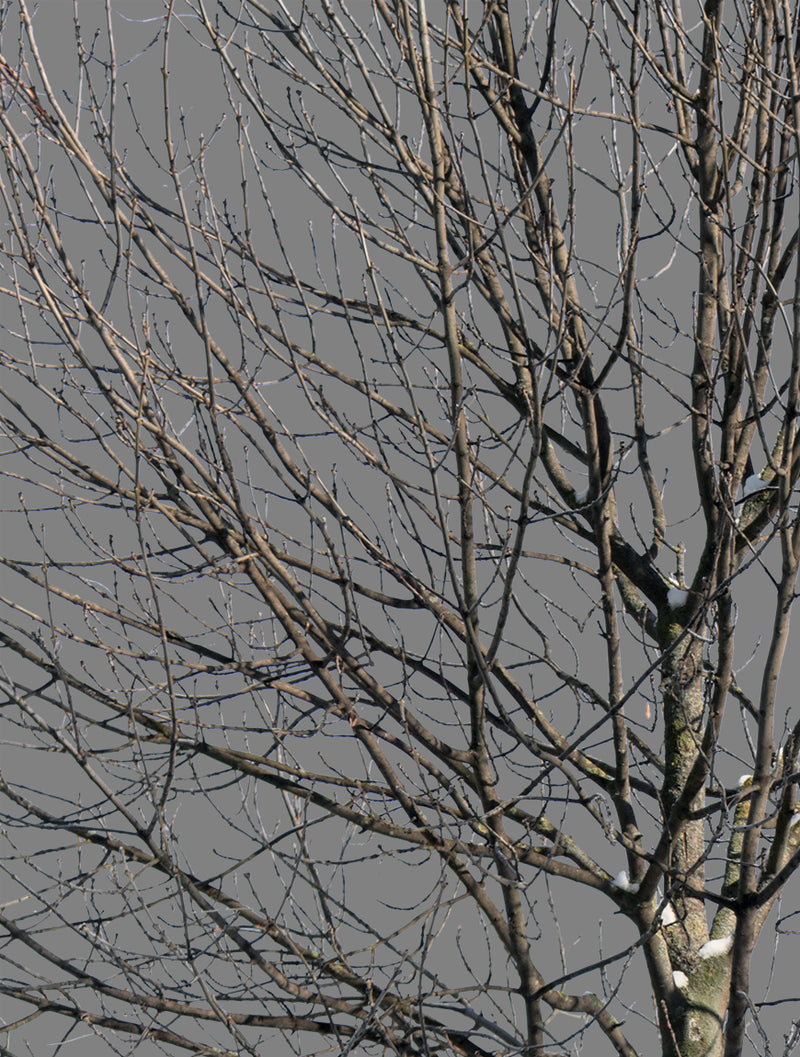 Snow Winter tree M2 – Cutout|trees