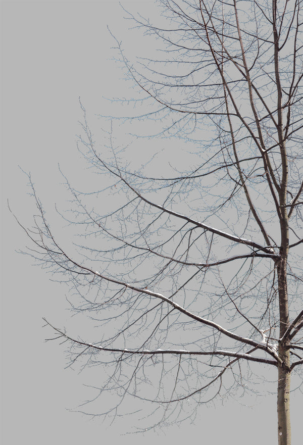 Snow Winter tree M3 – Cutout|trees