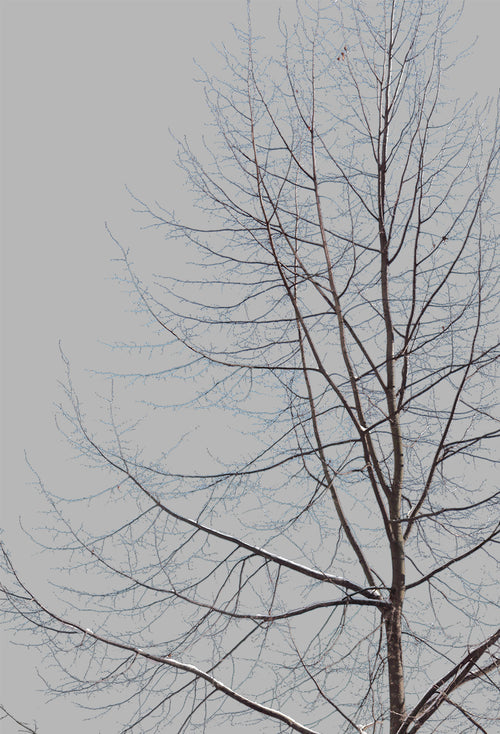 Snow Winter tree M3 – Cutout|trees