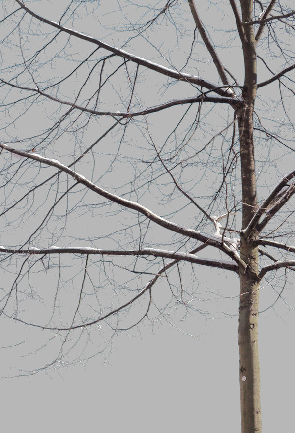 Snow Winter tree M3 – Cutout|trees