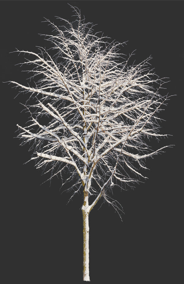 Snow Winter tree S1 – Cutout|trees