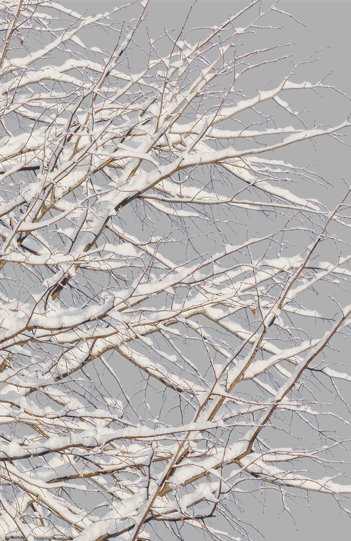 Snow Winter tree S1 – Cutout|trees