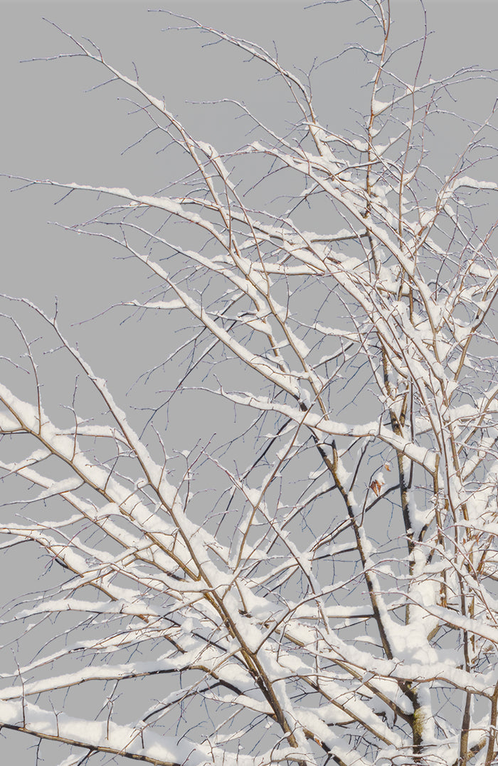 Snow Winter tree S1 – Cutout|trees
