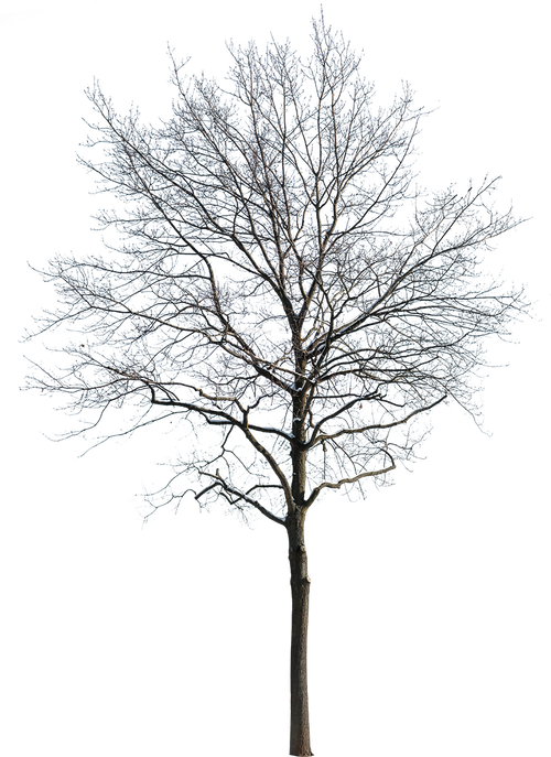 Snow Winter Oak tree L11 – Cutout|trees