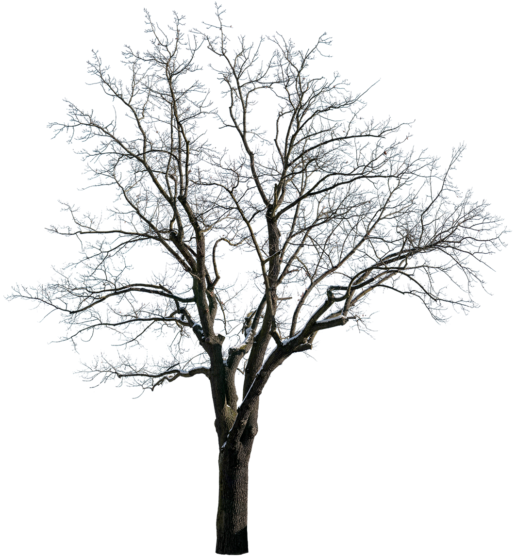 Snow Winter Oak tree L3 – Cutout|trees