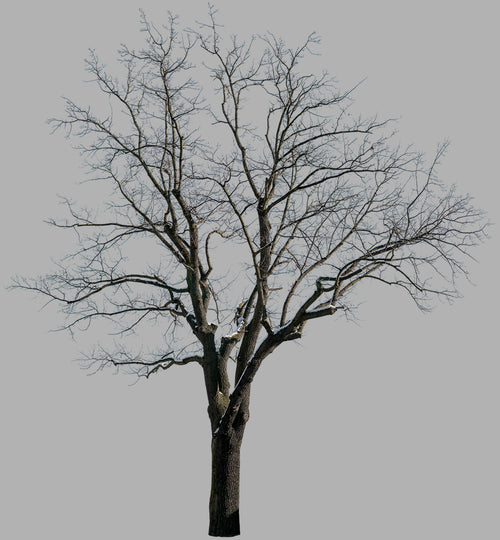 Snow Winter Oak tree L3 – Cutout|trees