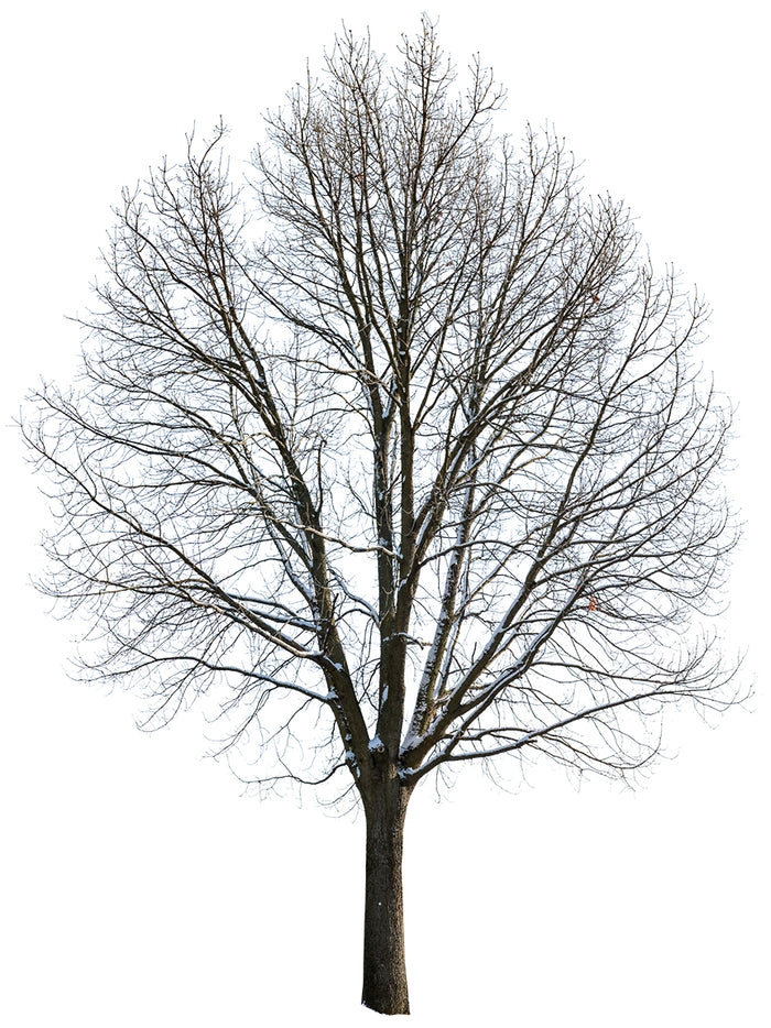 Snow Winter Oak tree L8 – Cutout|trees