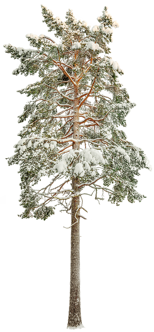 Snow Winter Pine tree L4 – Cutout|trees