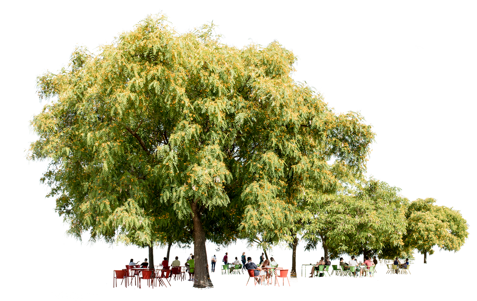Tipuana trees + people II – Cutout|trees