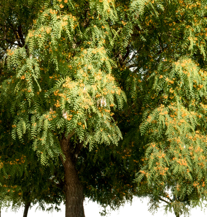 Tipuana trees + people II – Cutout|trees