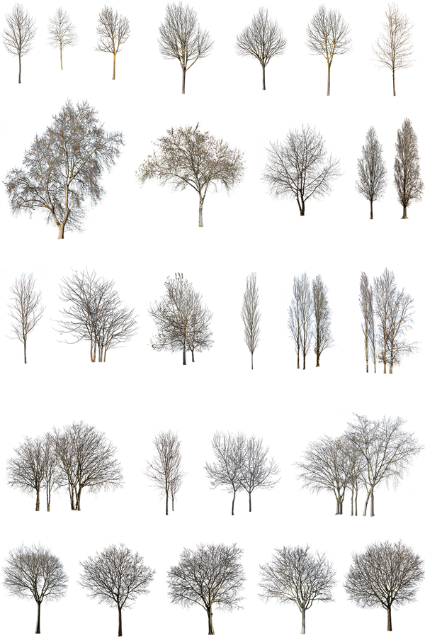 WINTER 1 | Diverse trees Package – Cutout|trees