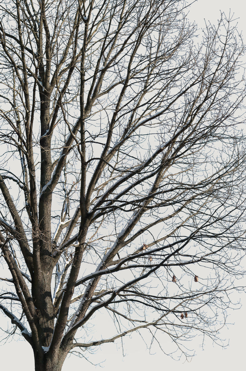 WINTER 2 | Snow Package – Cutout|trees