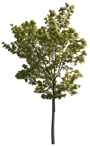 FULL LIBRARY – Page 2 – Cutout|trees