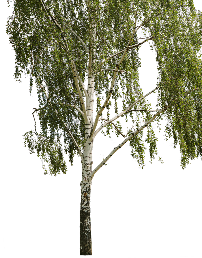 Betula pendula l03 – Cutout|trees