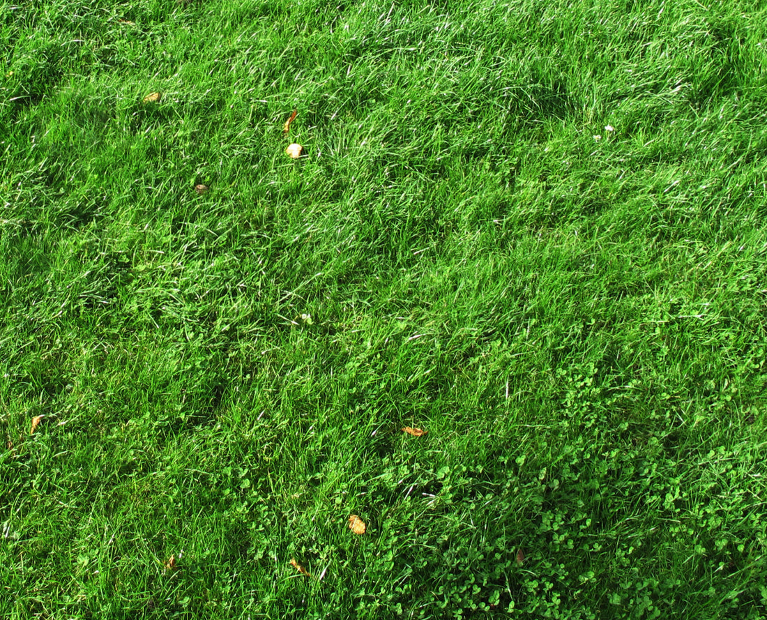 Lawn and grass textures – Cutout|trees