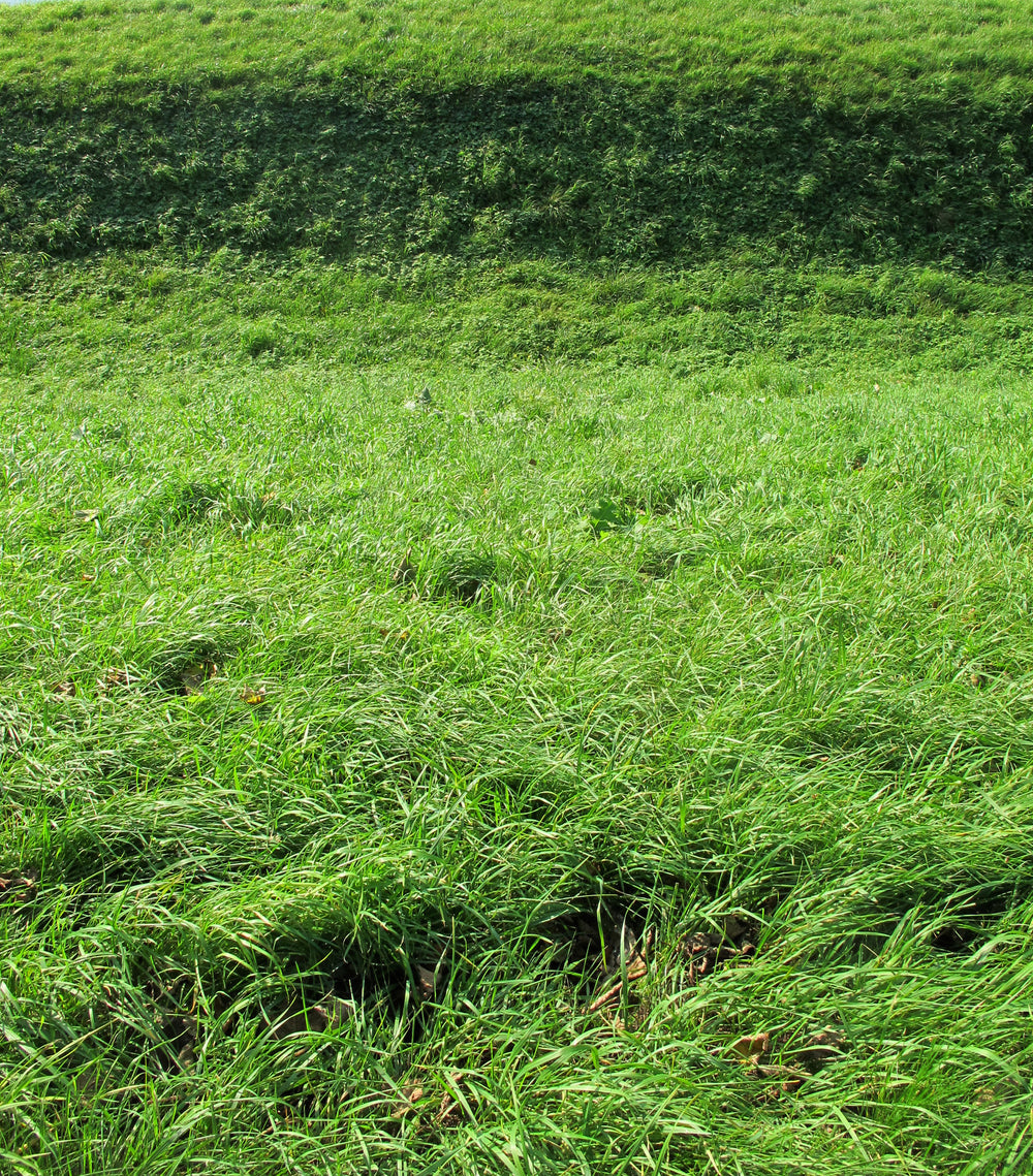 Lawn and grass textures – Cutout|trees