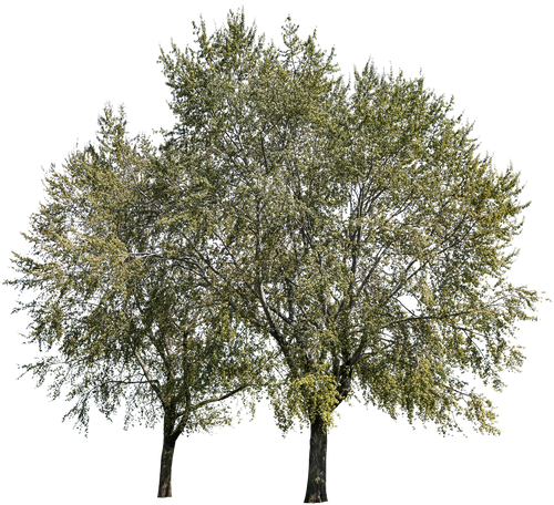 Group Populus alba L02 – Cutout|trees