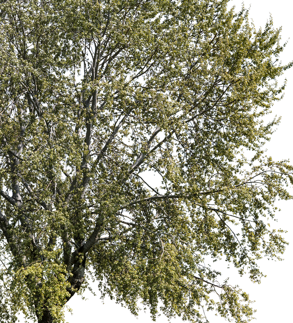 Group Populus alba L02 – Cutout|trees