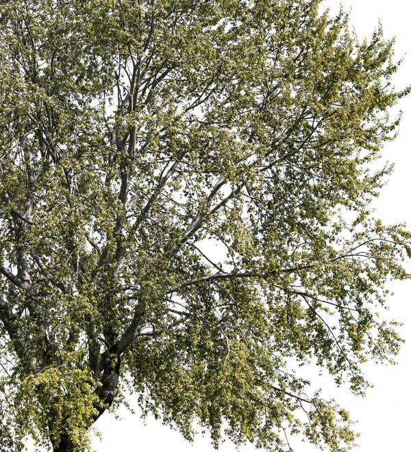 Group Populus alba L02 – Cutout|trees