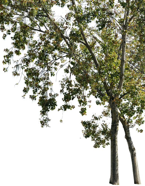 Group Populus canescens L01 – Cutout|trees