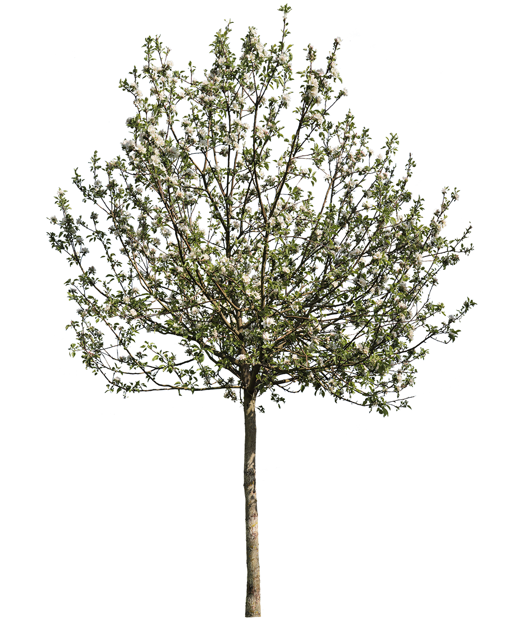 Malus sp. S01 – Cutout|trees