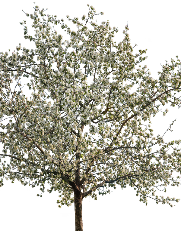 Malus sp. m01 – Cutout|trees