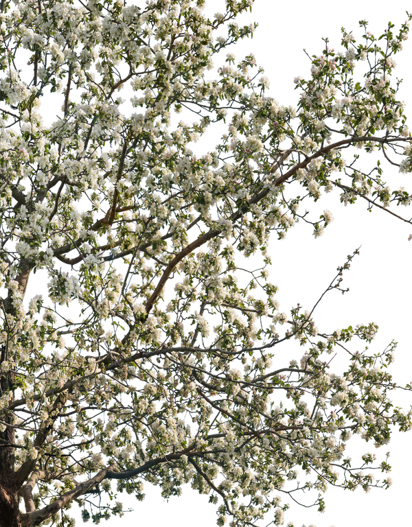 Malus sp. m01 – Cutout|trees