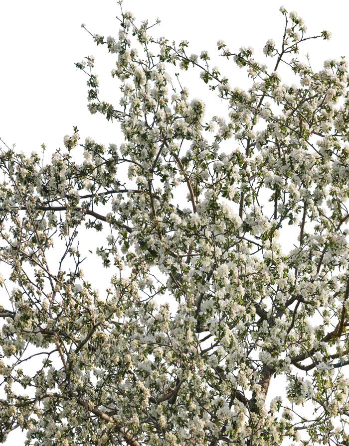 Malus sp. m01 – Cutout|trees