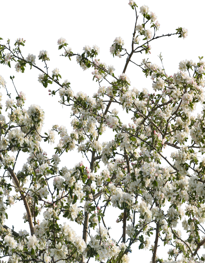 Malus sp. m01 – Cutout|trees