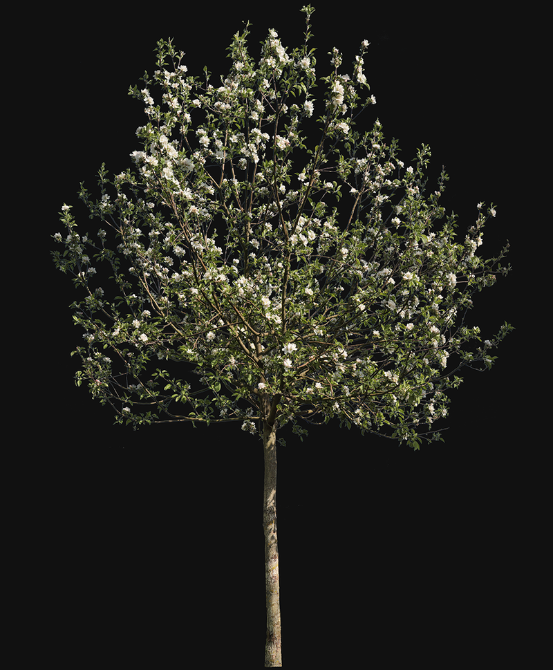 Malus sp. S01 – Cutout|trees