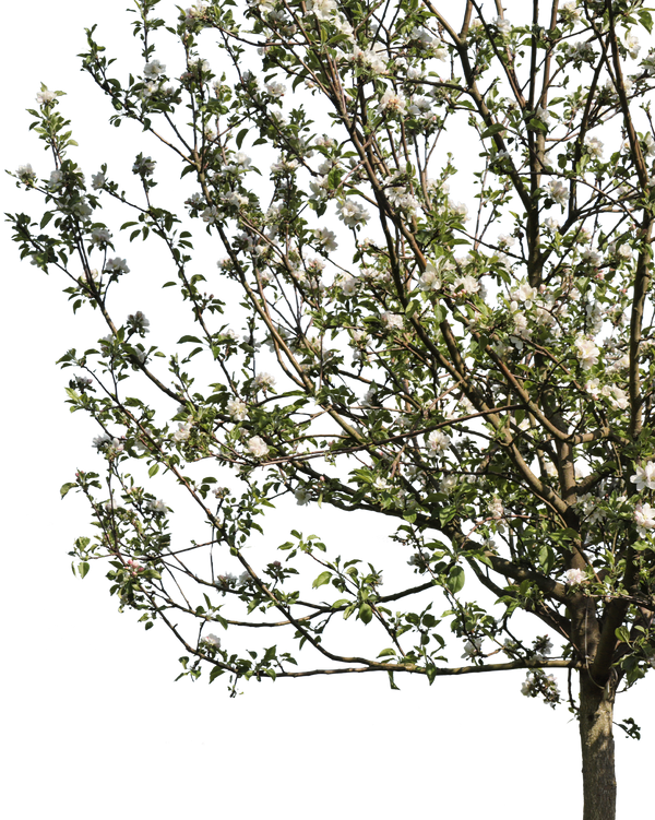 Malus sp. S01 – Cutout|trees